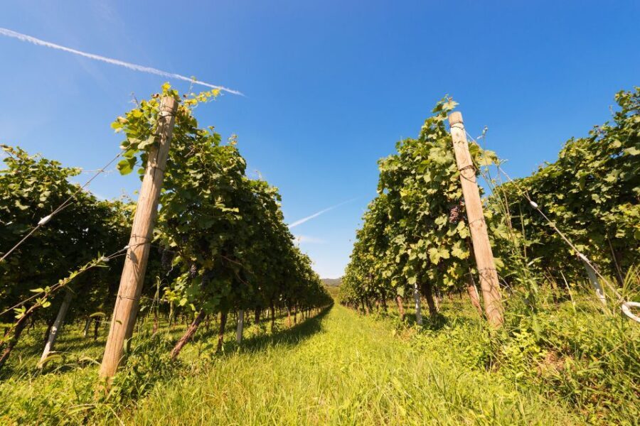 Verona: private tour of Soave and Amarone - Is This Tour Worth the Price?