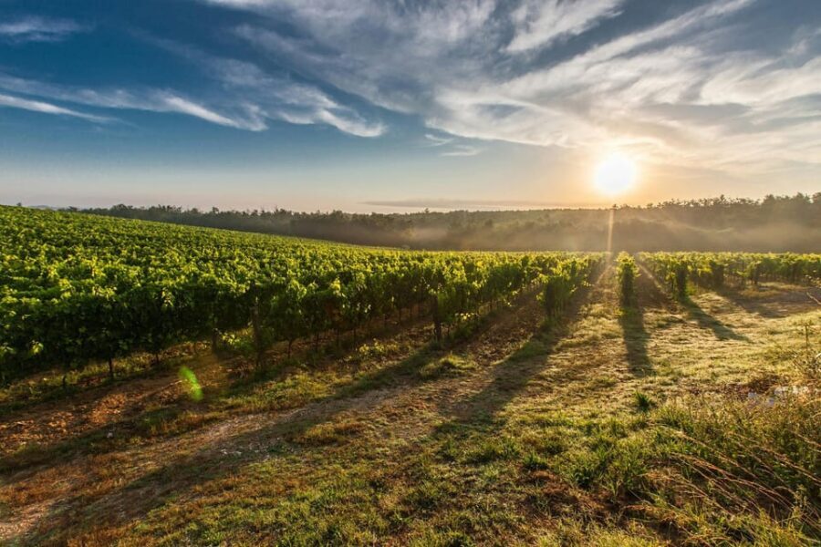 Vienna: Surroundings Sip & Savor Tour - Analyzing the Value