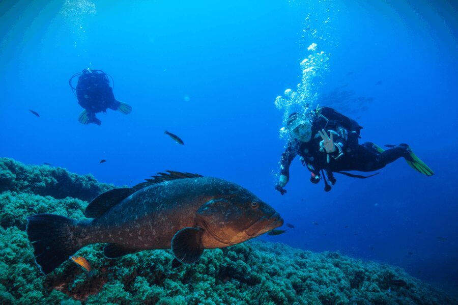Vila Franca do Campo: Try Scuba Diving - An Authentic Underwater Adventure in the Azores