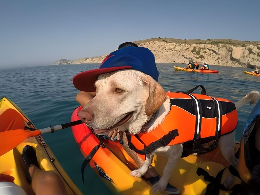 Villajoyosa: Kayaking with the man's best friend, your dog - Getting Ready: What to Expect