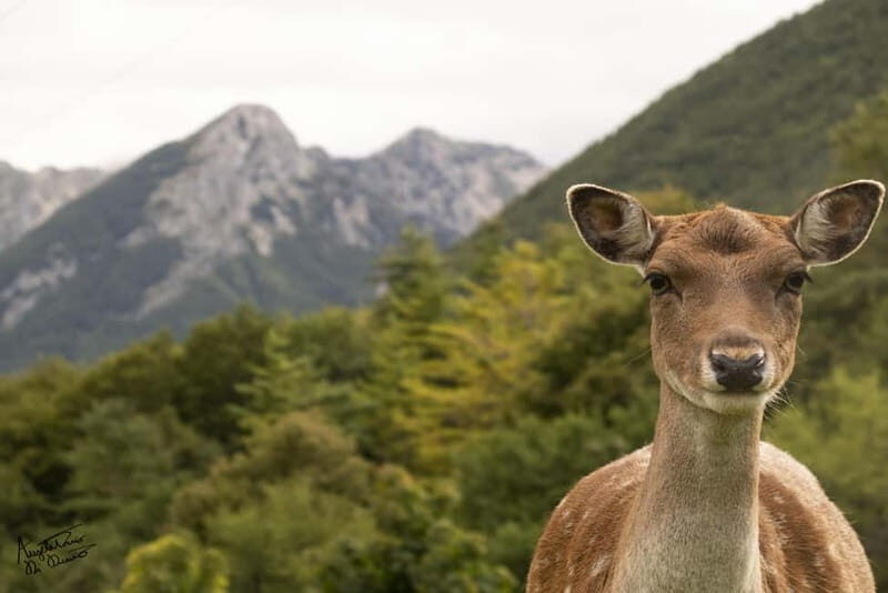 Villetta Barrea: Fallow Deer Park Guided Tour - What the Tour Involves