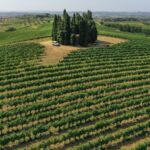Vinci: wine-experience among the Tuscan hills - Guided Tour of the Vineyard