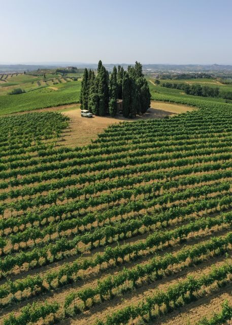 Vinci: wine-experience among the Tuscan hills - Guided Tour of the Vineyard