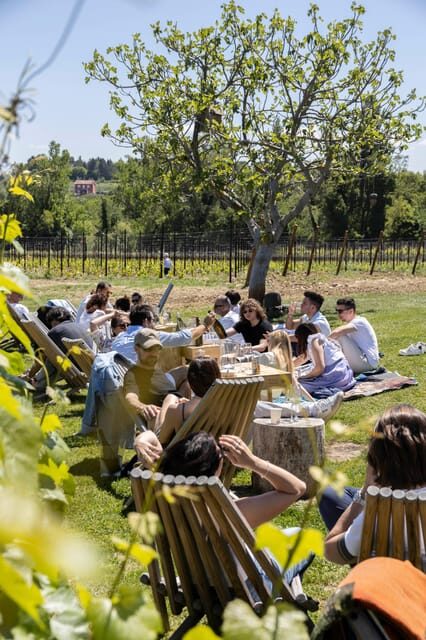 Vineyard Tour and Winery Visit with Tasting of Wines of Romagna - What to Expect During the Tour