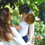 Vineyard Walk, Lunch or Dinner with Wine Tasting - Who Should Consider This Tour?