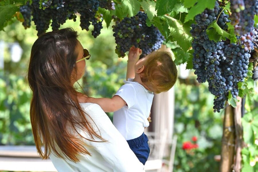 Vineyard Walk, Lunch or Dinner with Wine Tasting - Who Should Consider This Tour?