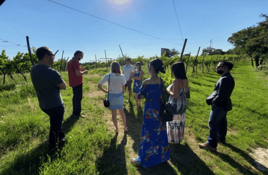 Vineyard Walk & Wine Tasting in the Berici Hills of Vicenza - What’s Included and What to Expect