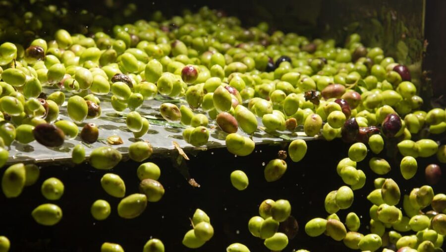 Visit an almazara + extra virgin olive oil tasting: Baeza - An In-Depth Look at the Olive Oil Tour Experience