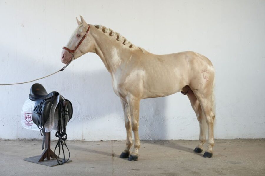 Visit to Angostura Stud + Wine - Practical Details and Value