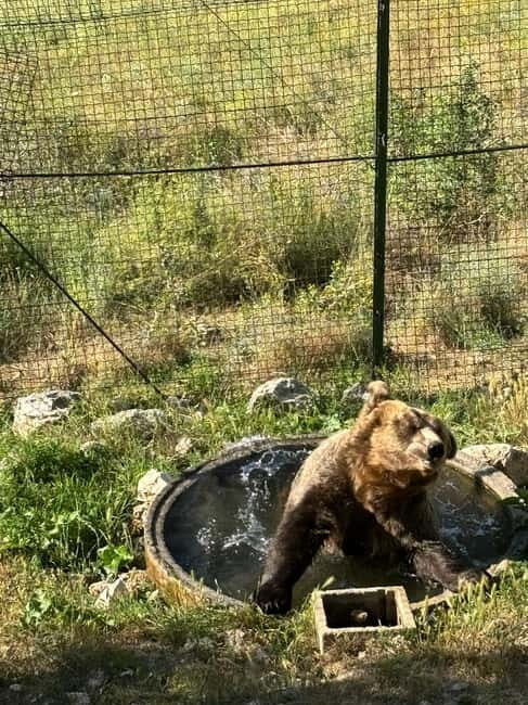 Visit to the bear wildlife area and the medieval tower - Who Will Love This Tour?