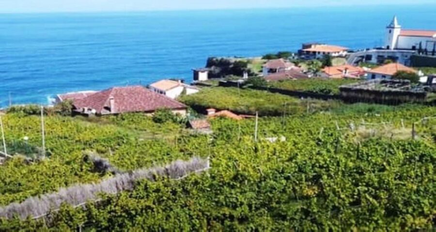 Visiting local Vineyard With Wine Tasting & Lunch included - The Value and Practical Considerations