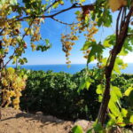 Volastra: BarCa Wine Tasting in Cinque Terre and Pesto Class - What Makes This Tour Stand Out?