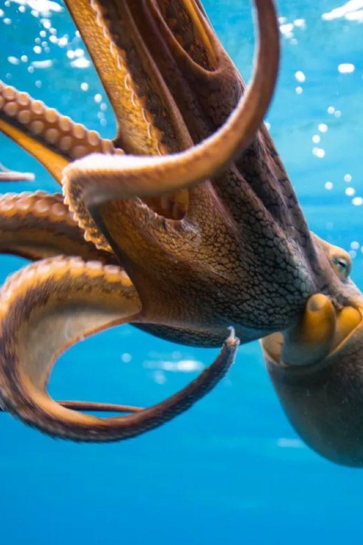 Waikiki: Sunset Snorkeling Adventure - Key Points