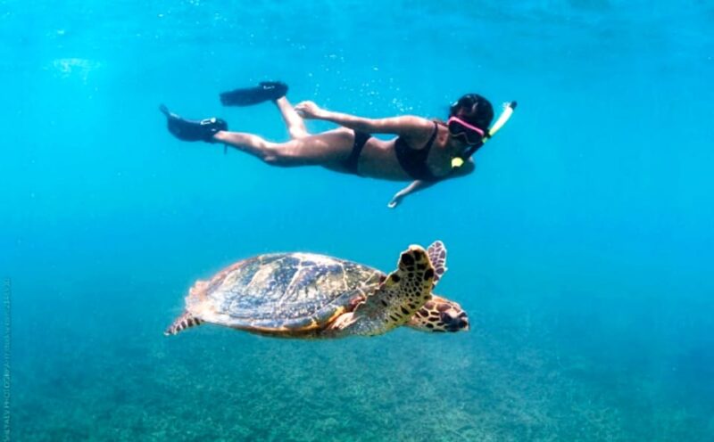 Waikiki: Turtle Snorkeling Cruise with 20ft Jumping Platform - Waikiki: Turtle Snorkeling Cruise with 20ft Jumping Platform – An Authentic Ocean Adventure