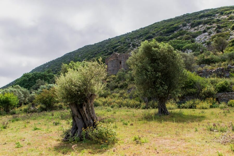 Walk among the olive trees (Small group experience) - The Itinerary: What to Expect on Your Walk