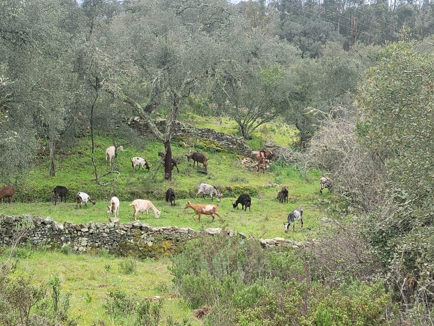 Walk through Hills With a Local Goat Herder and Their Goats - Supporting Local Farmers and Traditions