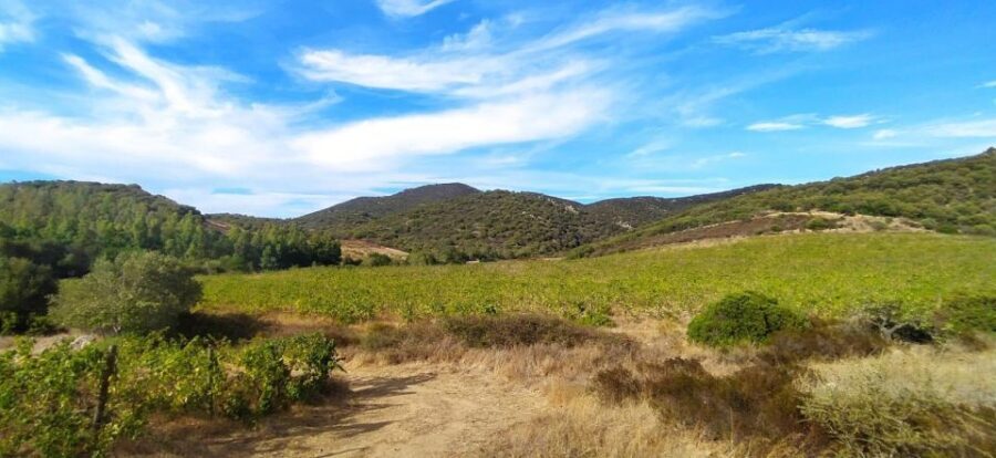 Walk through our vineyard and aperitif - What wines and treats are included?