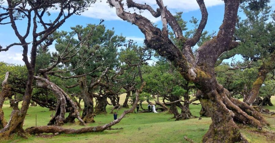 West Madeira:, Laurel Forest, Waterfall, Rock Pools, Walk - Authentic Experiences and What You’ll Take Away