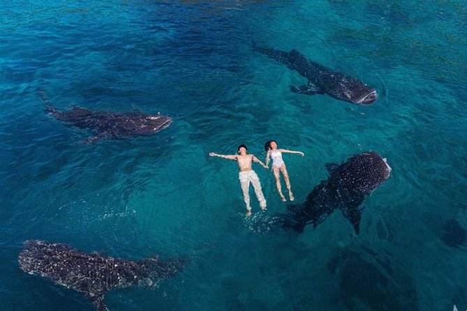 Whale Shark Watching & Tumalog Falls & Kawasan Falls - A Deep Dive into the Tour: What to Expect and Why It Matters