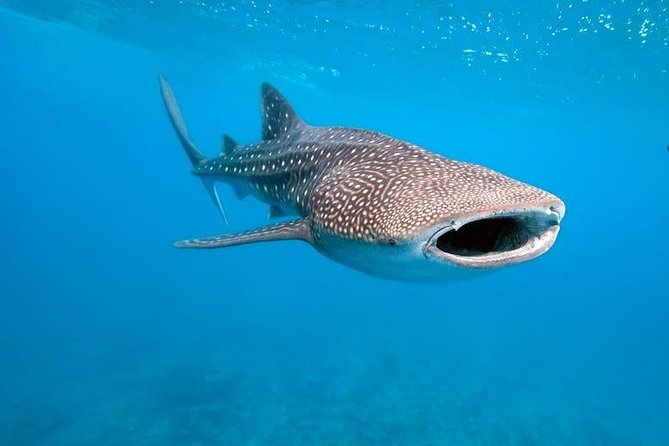 Whale Shark Watching with Sumilon Sandbar and Kawasan Falls Tour - Tumalog Falls