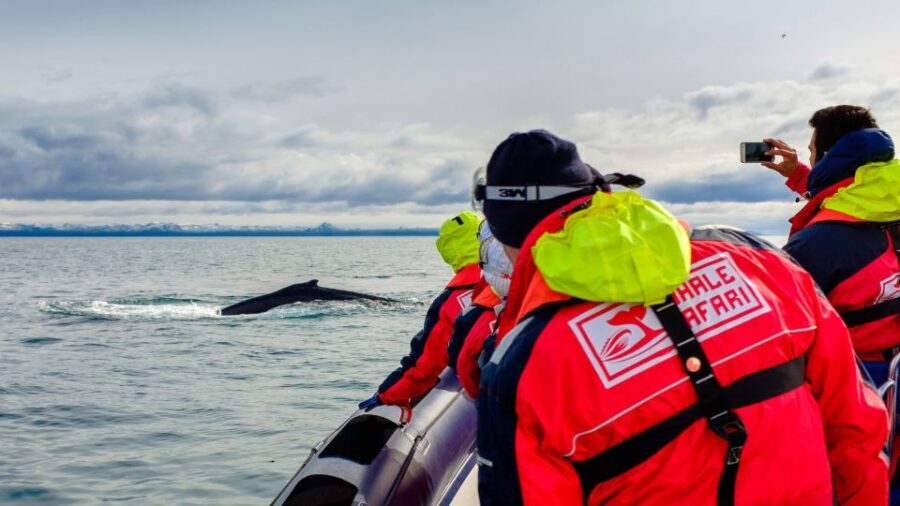 Whale Watching in Reykjavik by Speedboat - Practical Tips for a Great Experience