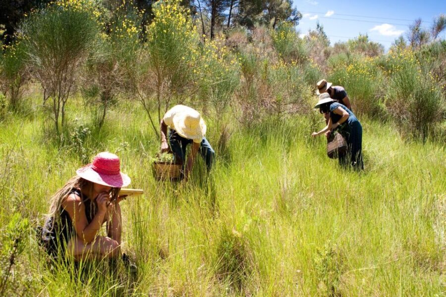 Wild experience: discover, cook & eat the local wild flora - What to Expect: The Itinerary Breakdown