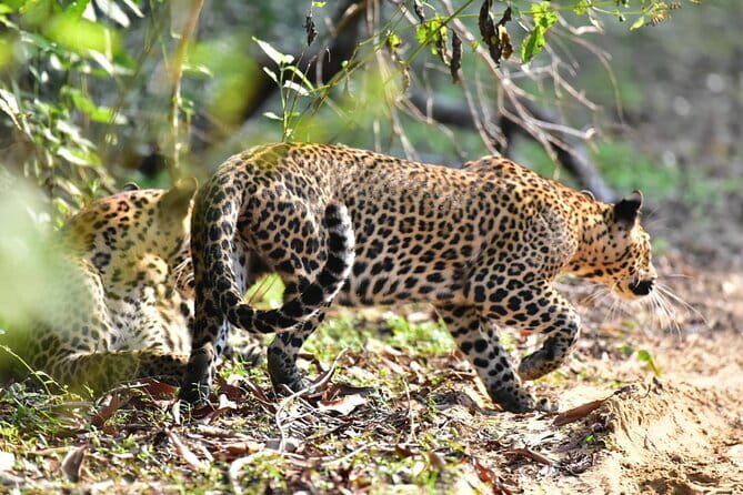 Wilpattu Half Day Safari From Anuradhapura - Key Points