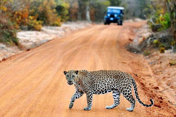 Wilpattu National Park Jeep Safari from Negombo / Waikkal (All Inclusive) - Introduction