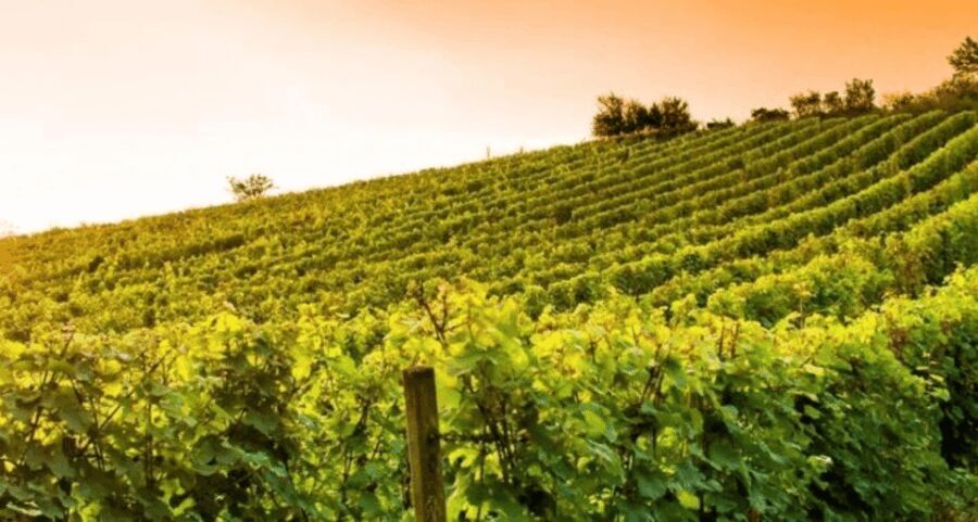 Wine Experience Colli Bolognesi - Afternoon tour - Who Should Consider This Tour?