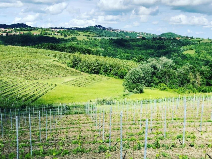 Wine Tasting and Winery Visit near Asti and Turin - The Experience in Detail