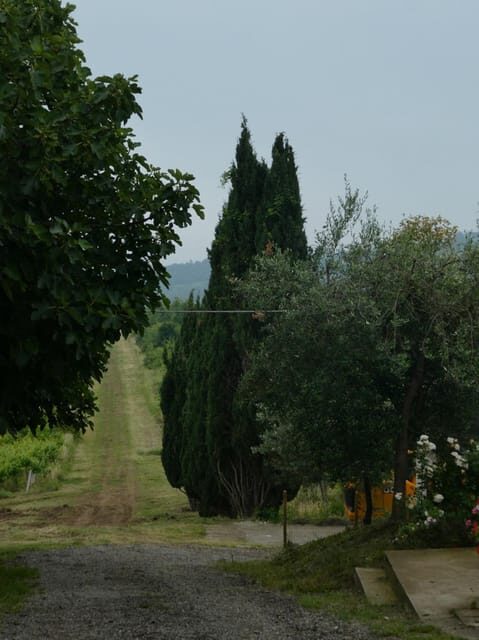 Wine tasting at Terre Rosse Vallania: History, Nature, Tradition. - Exploring the Experience at Terre Rosse Vallania