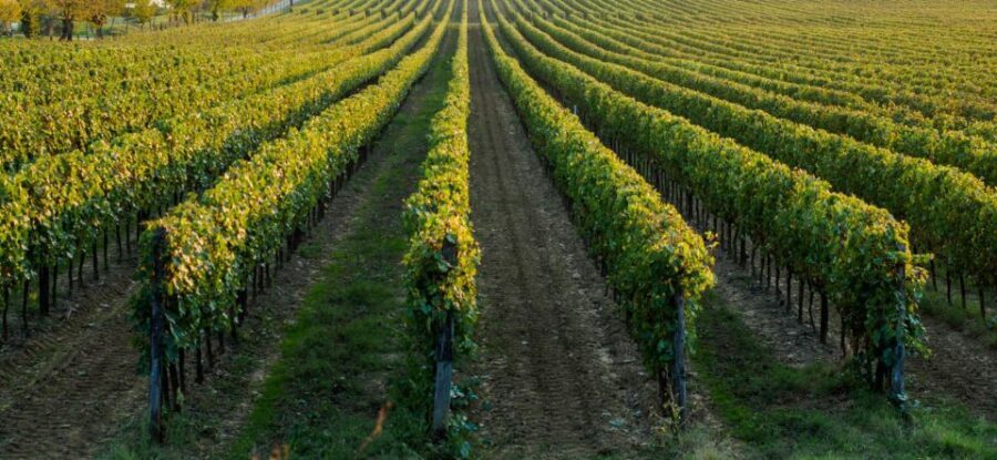 Wine tasting experience in the Apulian countryside! - What to Expect: Detailed Insights