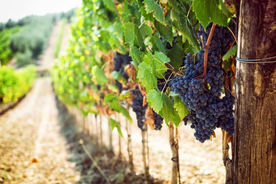 Wine Tasting Experience In The Vesuvius Wineries - The Experience in Practice