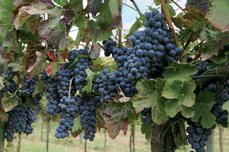 Wine Tasting Experience on the slopes of Vesuvius - Who This Tour Is Perfect For
