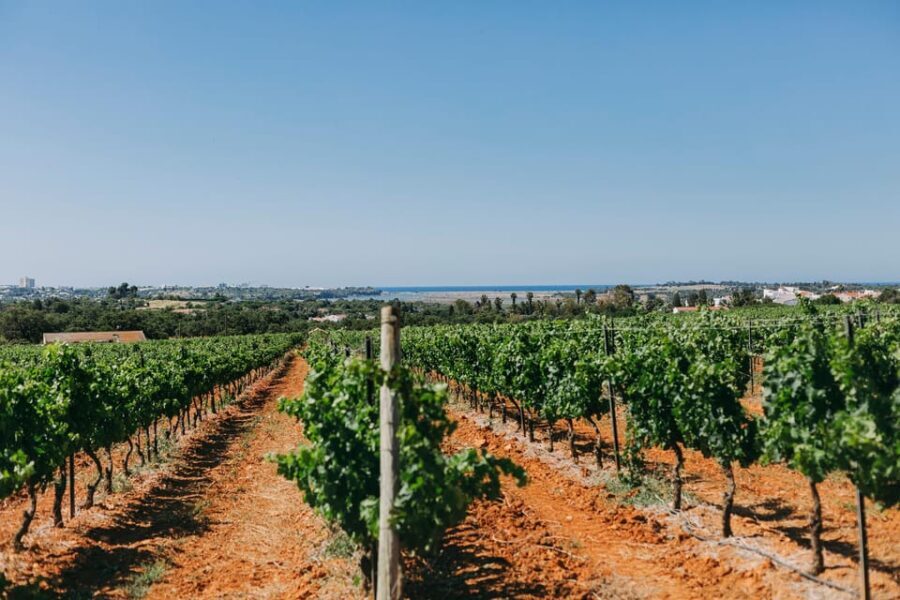 Wine Tasting Off-Road Tour - The Wine and Tapas Experience