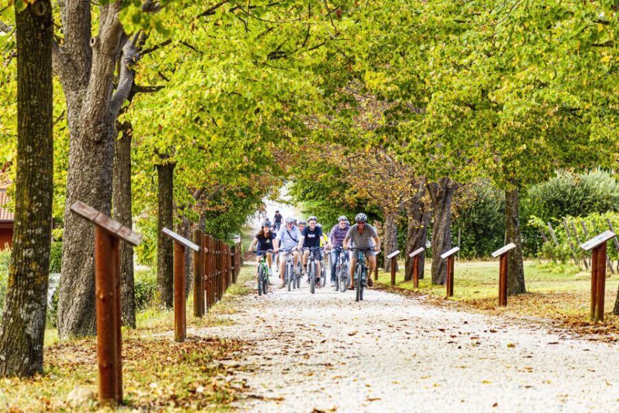 Wine tasting tour with olive oil and salami - A Deep Dive into the Experience