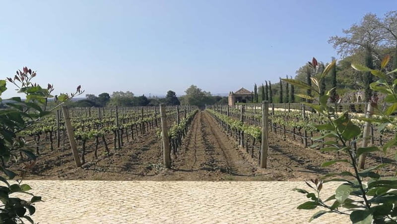 Wine Tour and traditional Portuguese tiles in Half Day Tour - What’s Included and What’s Not