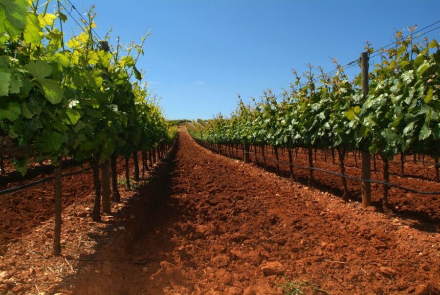 Wine Tour From lisbon with Tastings & Winemaker for a day - The Itinerary: What to Expect