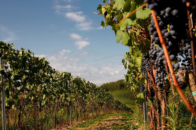 Winery tour and wine tasting of organic Chianti wines and extra virgin oil - Key Points