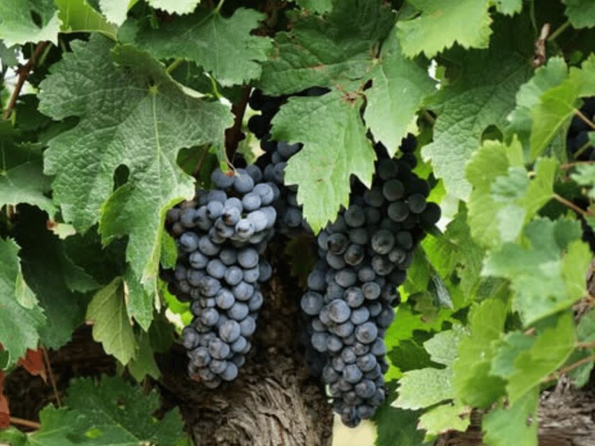 Winery Visit & Tasting near Grosseto with 6 wines - Walking Through the Vineyards