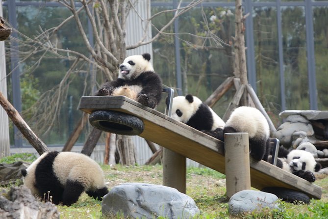 Wolong Panda Base Private Day Tour Optional Volunteering - Exploring the Wolong Panda Base Private Day Tour: An Authentic Panda Experience