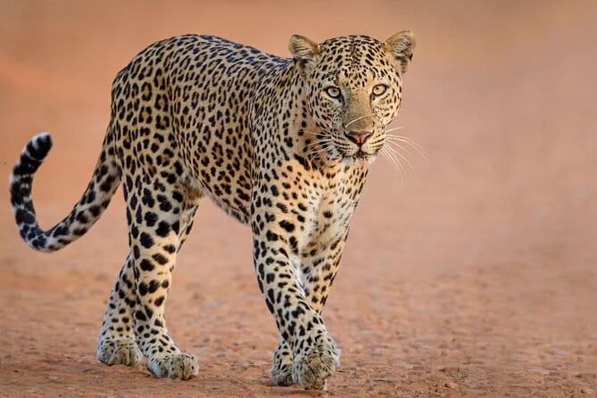 Yala and Udawalawa National Park Safari Tour From Hambantota port - What Makes This Tour Stand Out?
