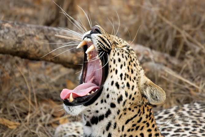 Yala Safari Tour from Hambantota Port (Shore Excursion) - Introducing the Yala Safari Tour from Hambantota Port