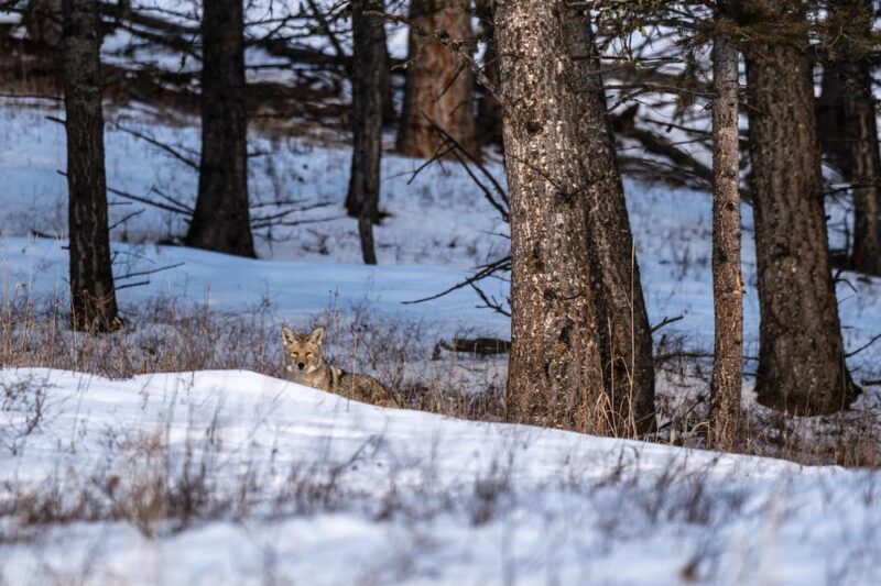 Yellowstone National Park: 3 Day Wildlife Photography Tour - Key Points