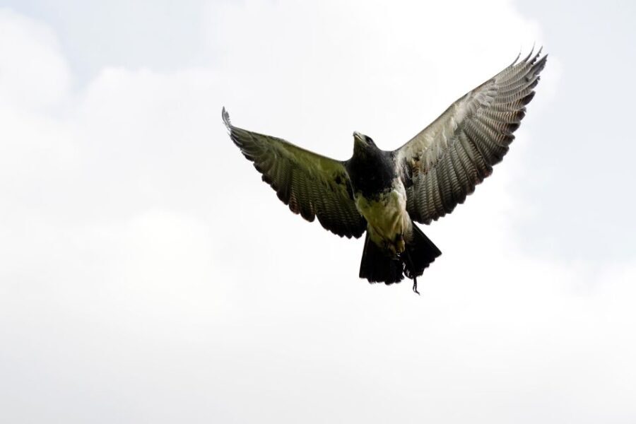 York: Entry to York bird of prey centre - An In-Depth Look at the Experience