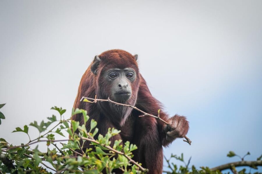 Yorkshire Wildlife Park: Entry Ticket - A Closer Look at Yorkshire Wildlife Park