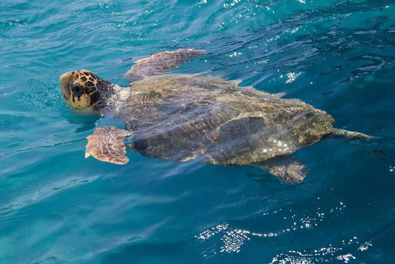 Zakynthos: Turtle Spotting Cruise with Glass-Bottom Boat - What Are the Key Points?