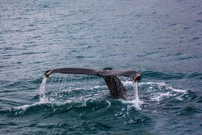 03 Days Sri Lanka Tour - Wild Life Hotspots - Authentic Experiences and Practical Tips