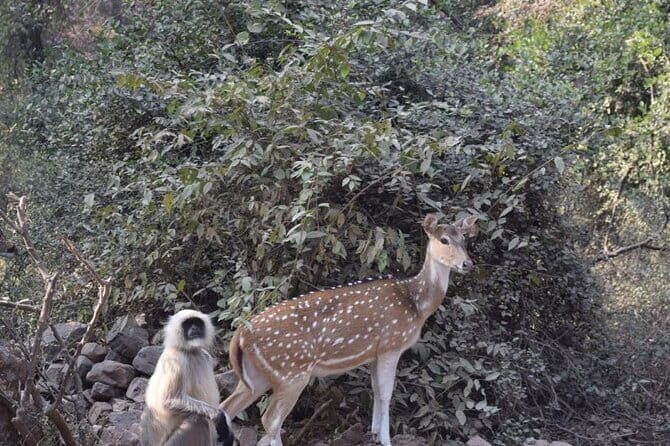 05 Days - Private Luxury Golden Triangle Tour with Ranthambore - Jaipur’s Royal Heritage and Architectural Wonders