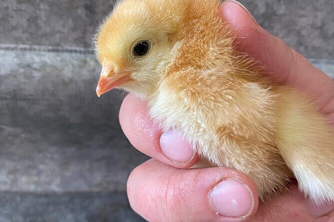1.5 Hour Immersive Farm Experience in Adirondacks - The Sum Up